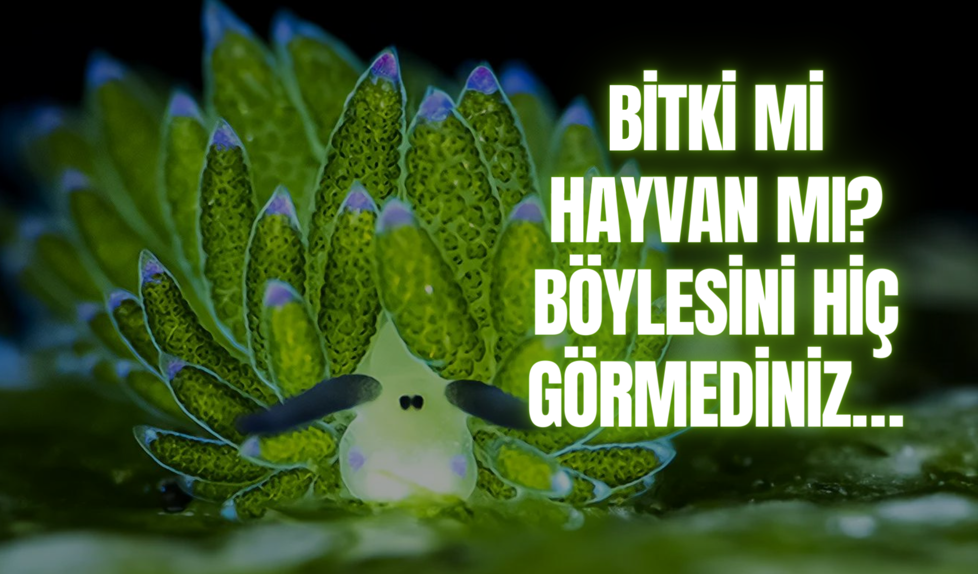 Bitki Mi Hayvan Mı? Böylesini Hiç Görmediniz… Deniz Koyunu Nedir ...