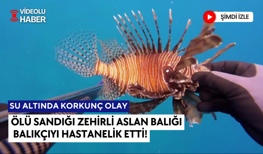 Zıpkınla avlanırken su içinde hareketsiz duran aslan balığını eliyle ...