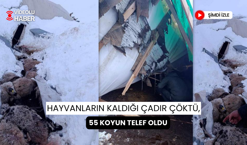 Hayvanların kaldığı çadır çöktü, 55 koyun telef oldu - Sektör Gazetesi ...
