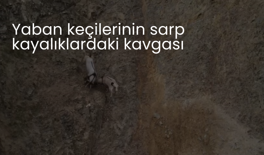 Yaban keçilerinin sarp kayalıklardaki kavgası - Sektör Gazetesi ...
