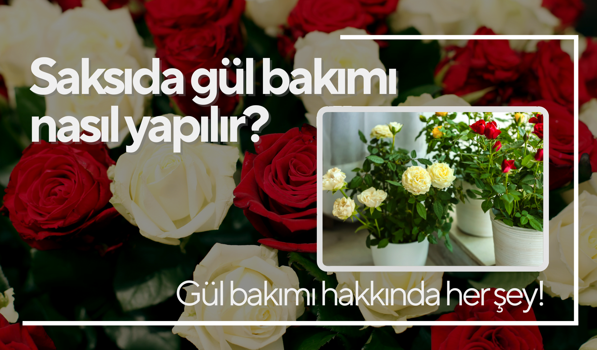 Saksıda gül bakımı nasıl yapılır? Gül kaç günde bir sulanır? Nasıl ...